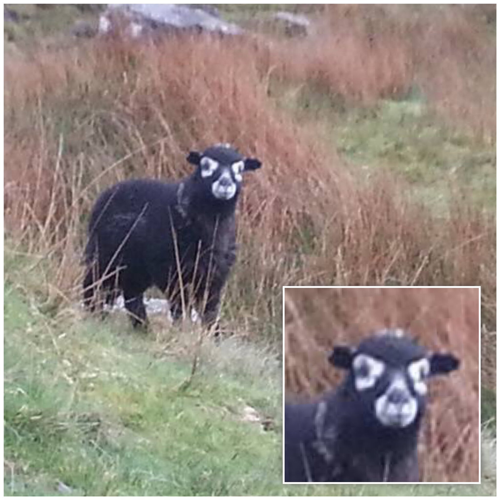 Careful in the Beacons..…🏴󠁧󠁢󠁷󠁬󠁳󠁿😂🐑 Welsh Bollocks 🏴󠁧󠁢󠁷󠁬󠁳󠁿 ...