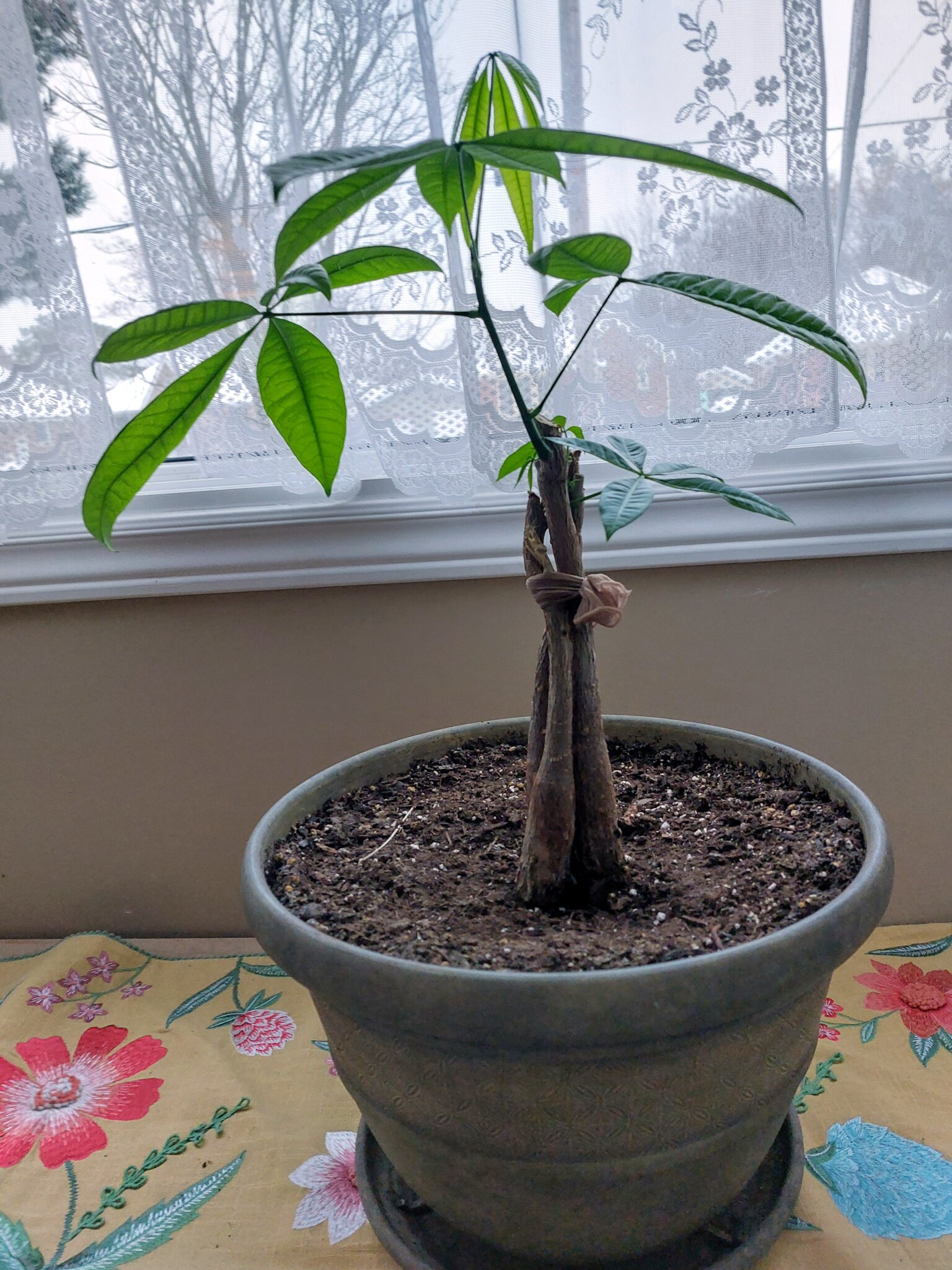 Have you ever brought a dying plant back to life? I feel God like 😇 ...