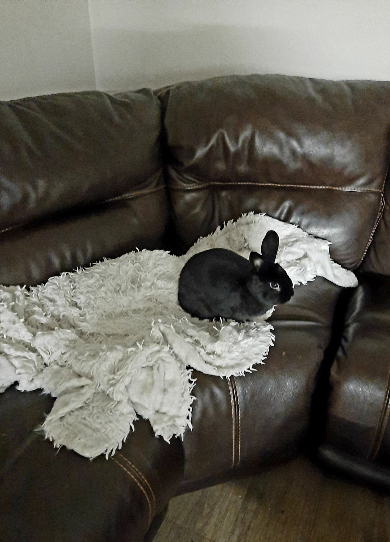 Luna chewed my phone charger cord in half 😑 The joys of rabbit ...