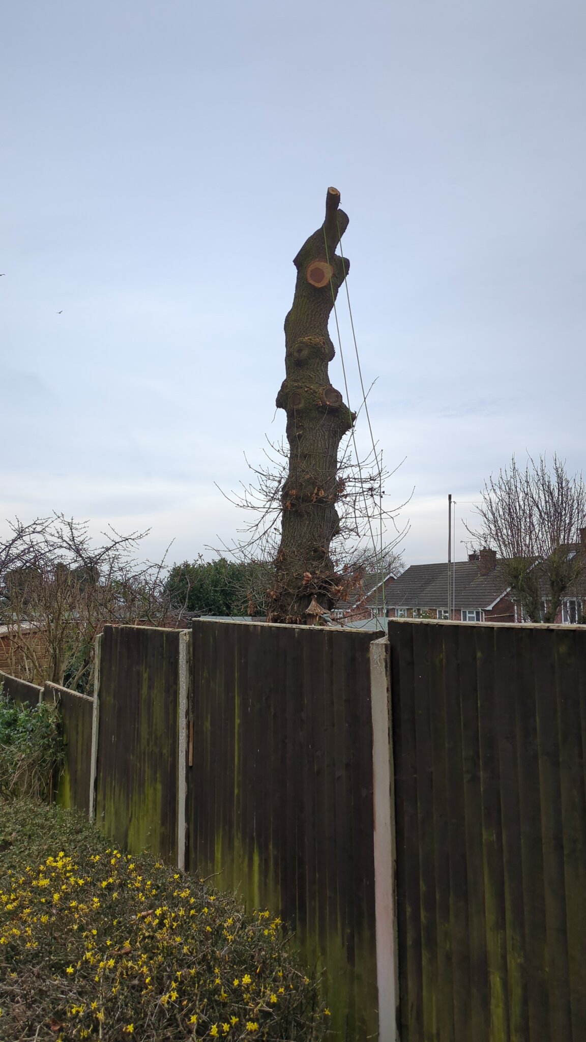A trees life is tough My neighbour has an oak tree in her garden. It ...