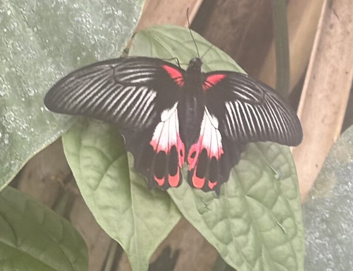 Butterfly and moth enclosure at the zoo 00/00/00/03/69/72/27/Dallas7 ...