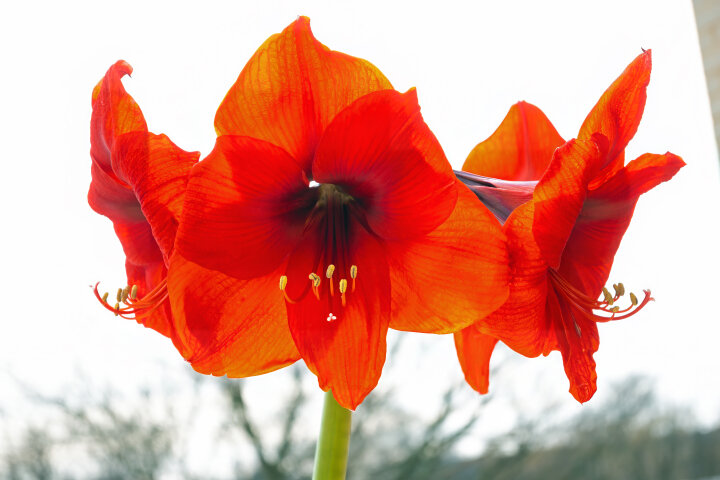 Today the Amaryllis is fully opened The snow is almost gone, so I took the plant out onto my ...