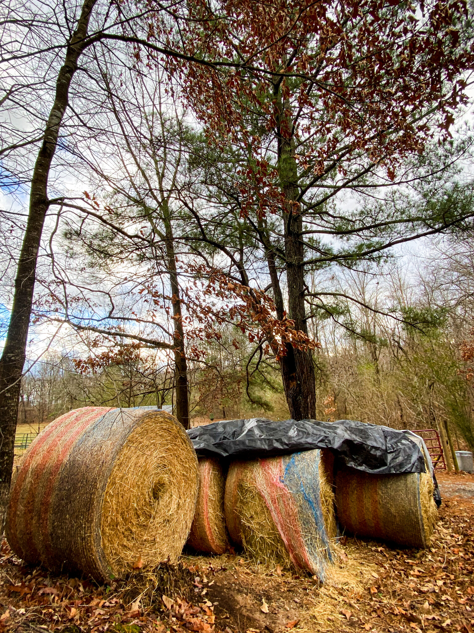 One of the cool things about living in the sticks is being able to walk ...