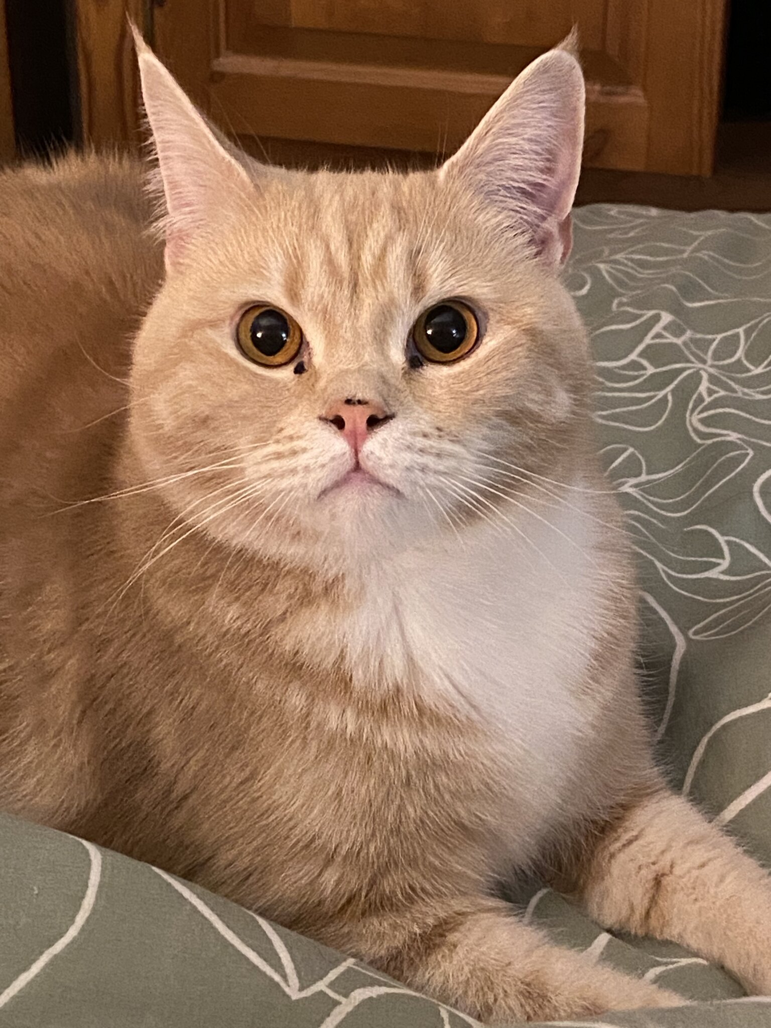 The bails the gentle one how adorable is this cat | Cats