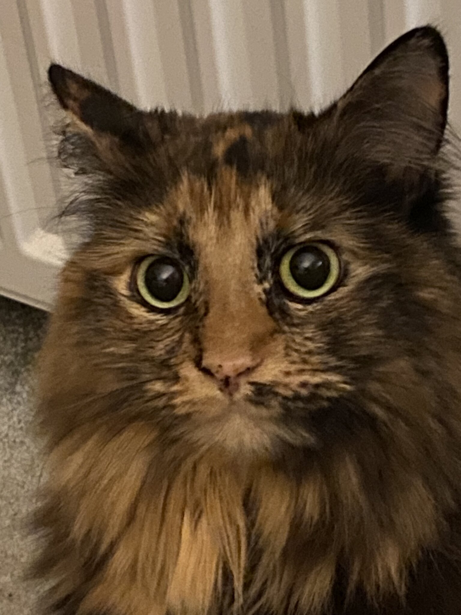 The bails the gentle one how adorable is this cat | Cats