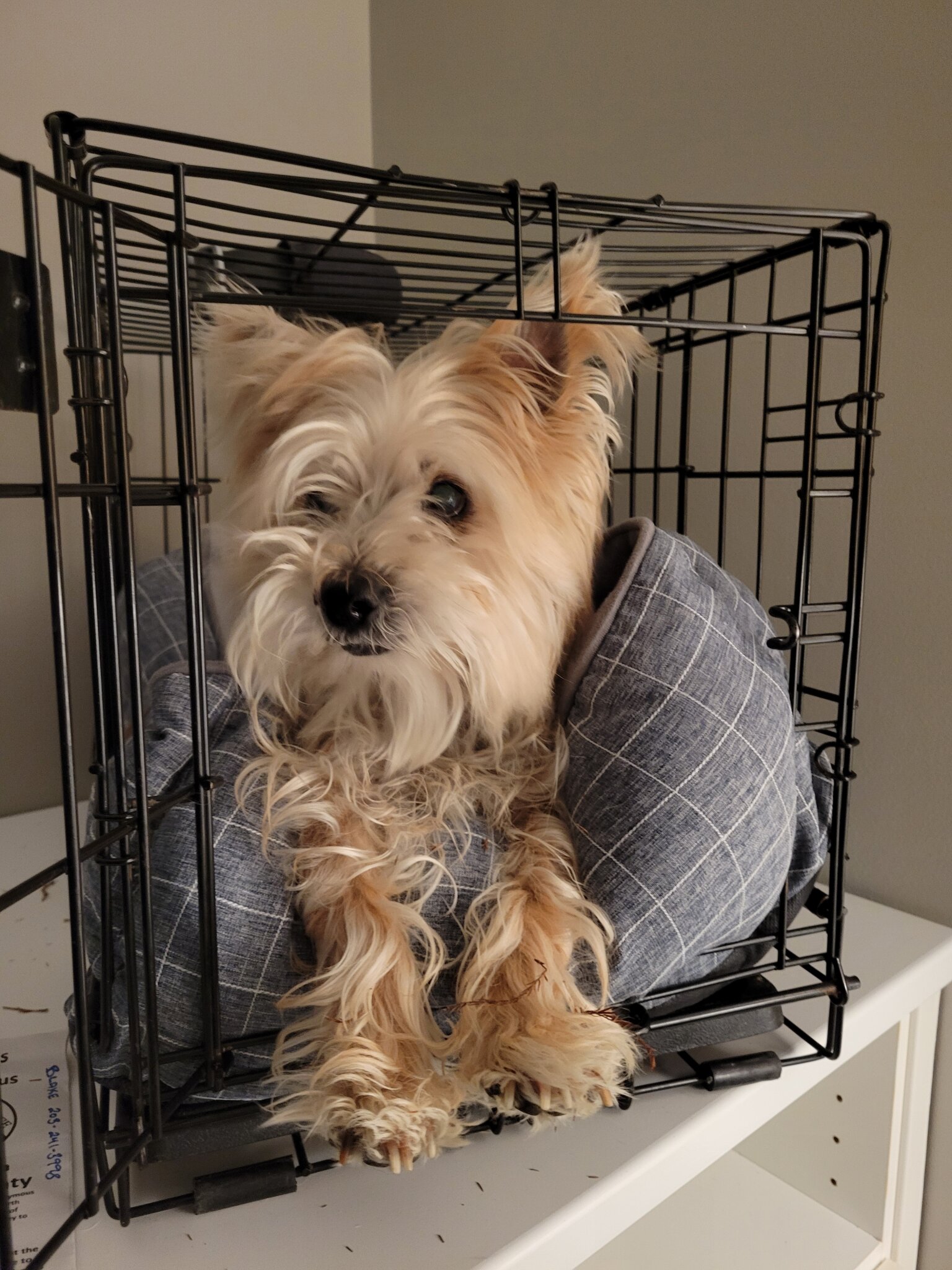 It's Gus' last days. Pic of him cutely lying in his kennel on the desk ...