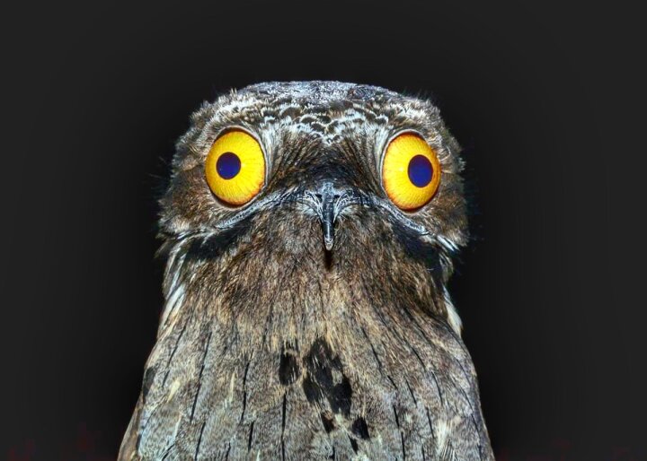 Have ya ever seen a Potoo bird? Its reallyyy weird lookin Bonus soy ...