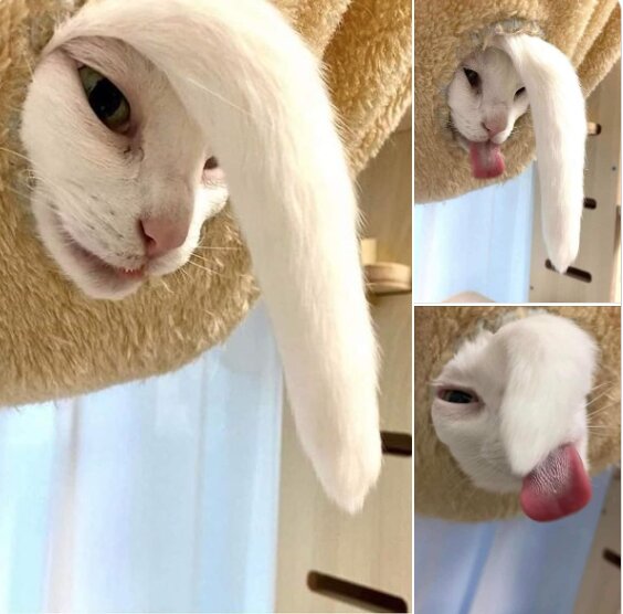 What Cryptid Is This? | Cryptozoology