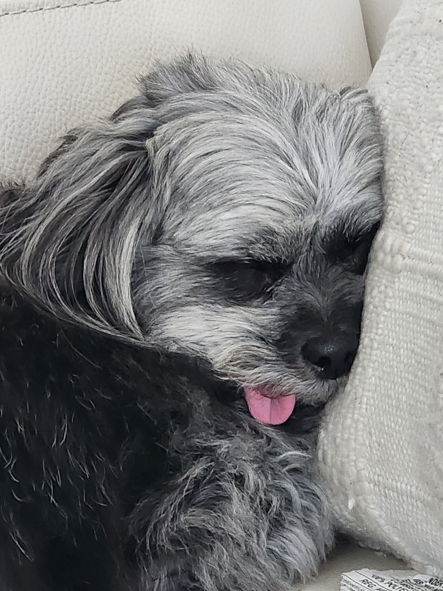 tuck your tongue ya freak | Pets