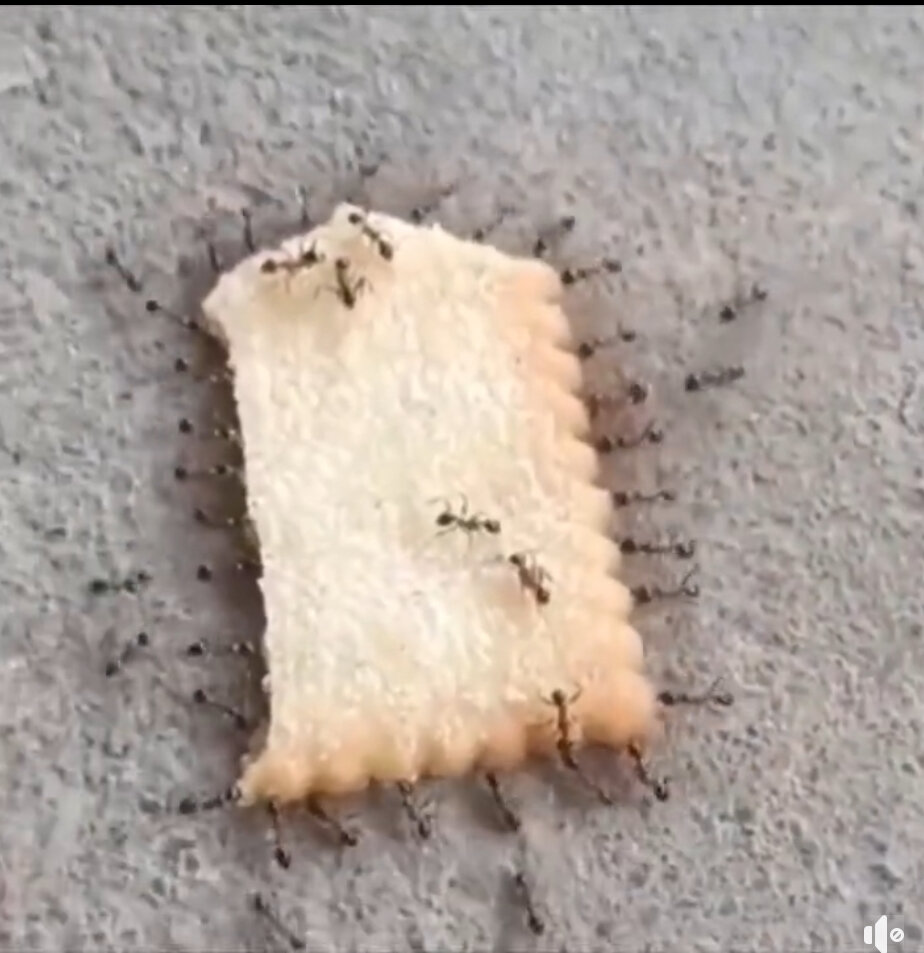 If You Ever Wonder What Happened To Your Missing Cookies, This May Have ...