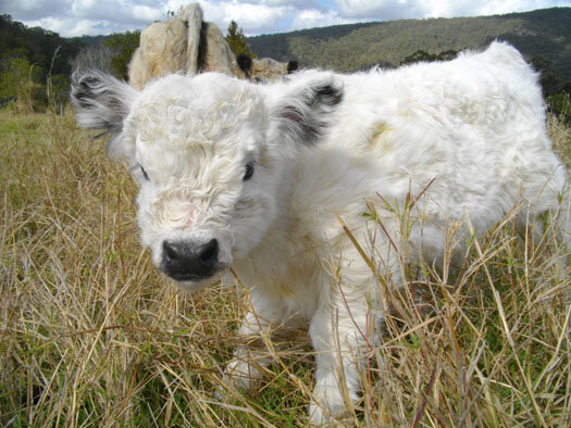 Cute miniature white Galloway Calves Gold Creek miniature white ...