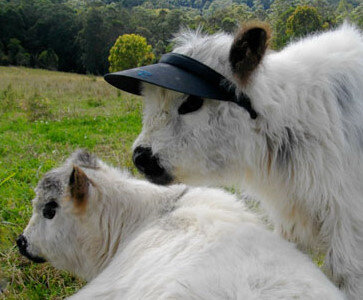Cute miniature white Galloway Calves Gold Creek miniature white ...