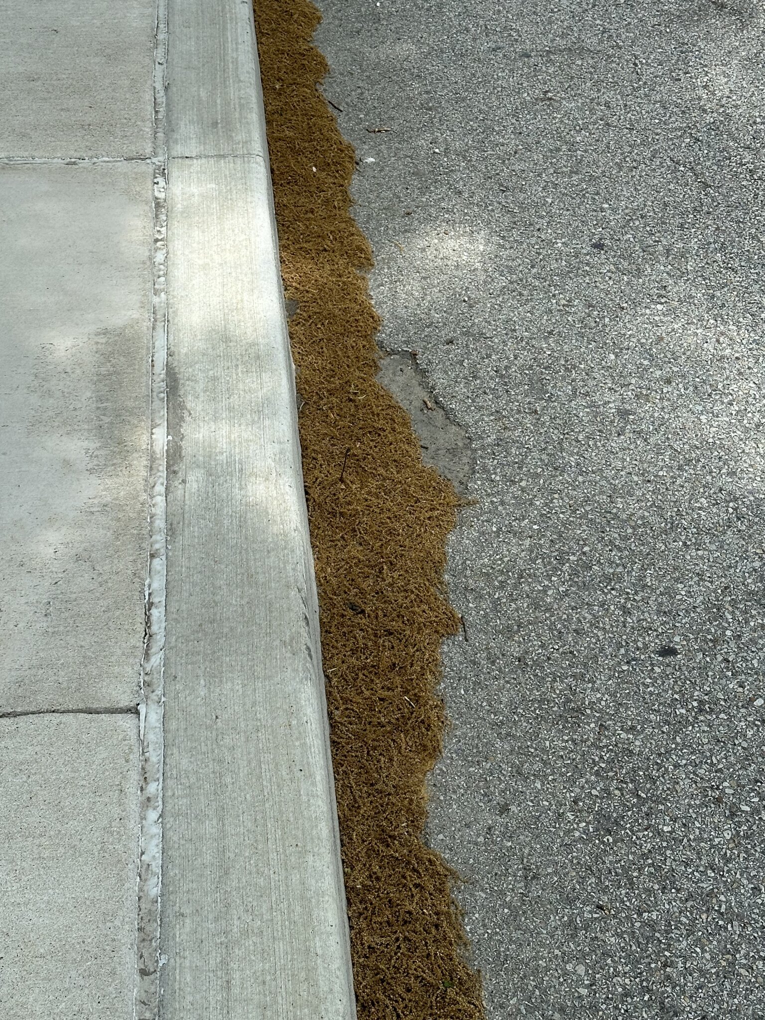 PLANT LIFE: What is this stuff on the ground? | Plants