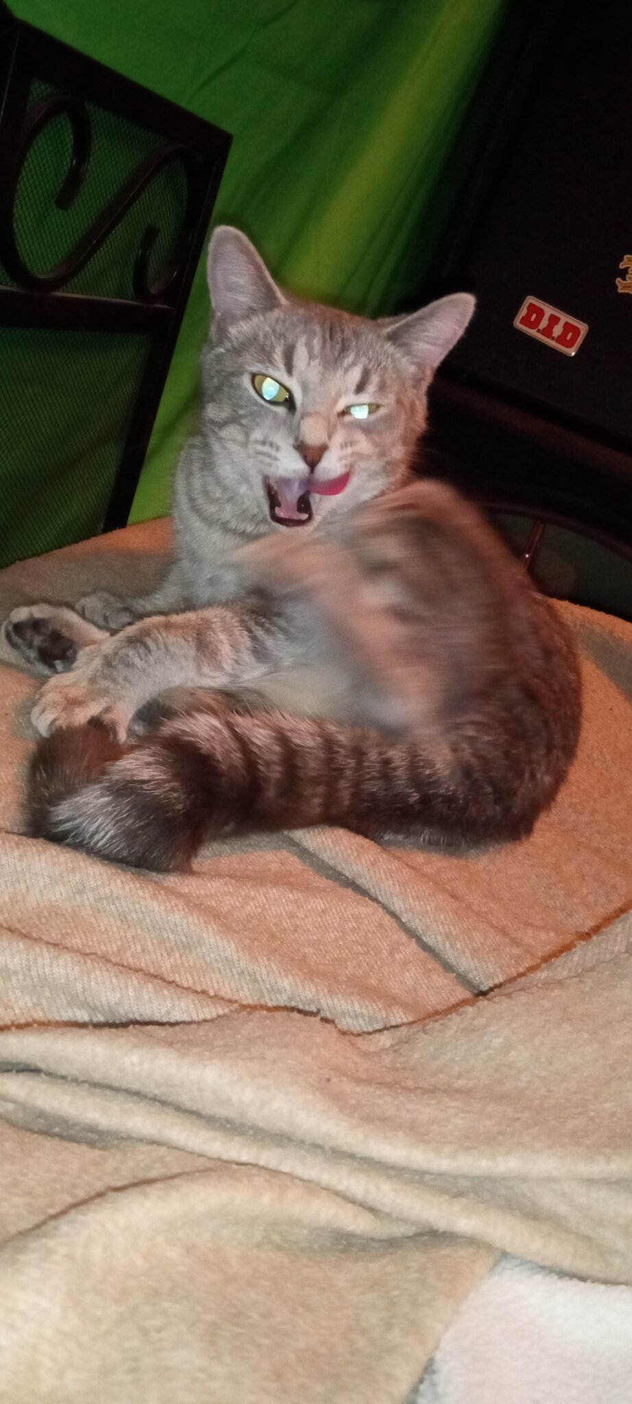 Yes ashes I'll give you some so stop it lol | Pets