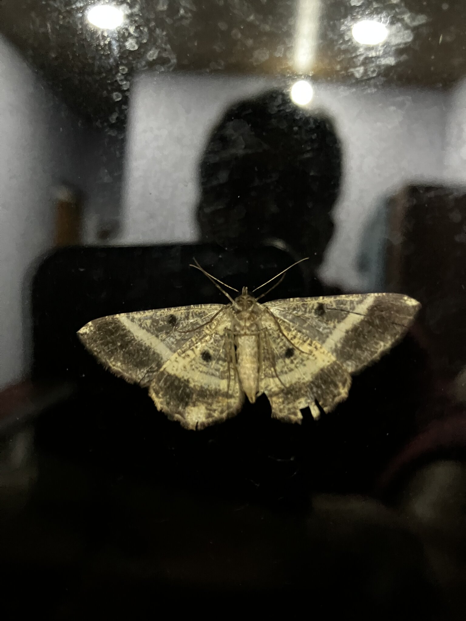 Moth on my window glass Sitting outside in the cold. Loving the light ...