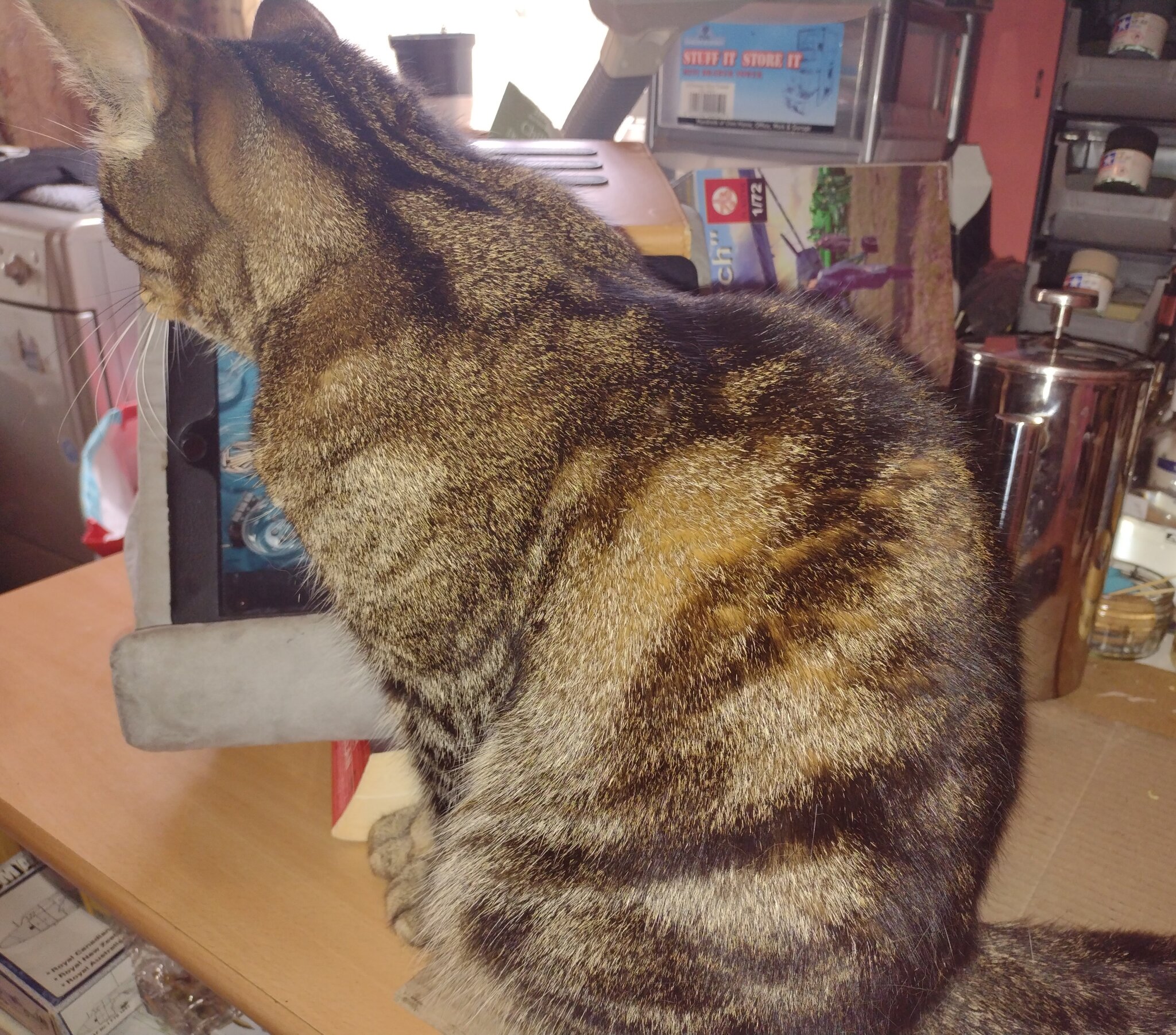 Who rules the roost in your house? Toby, our adopted cat, demanding ...