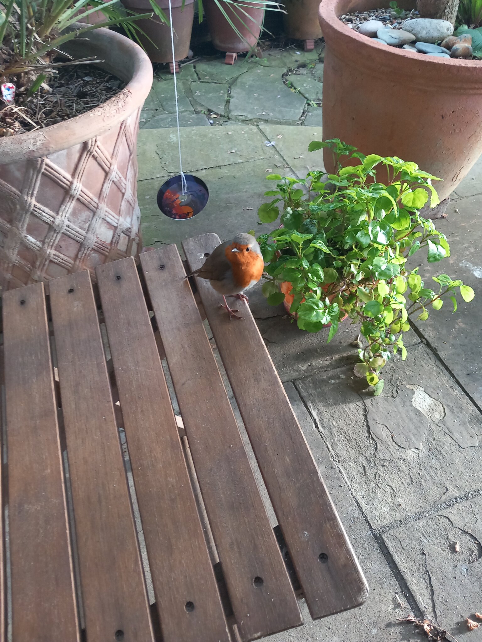 How can you resist feeding him? He is a cheeky, greedy little bird. He ...