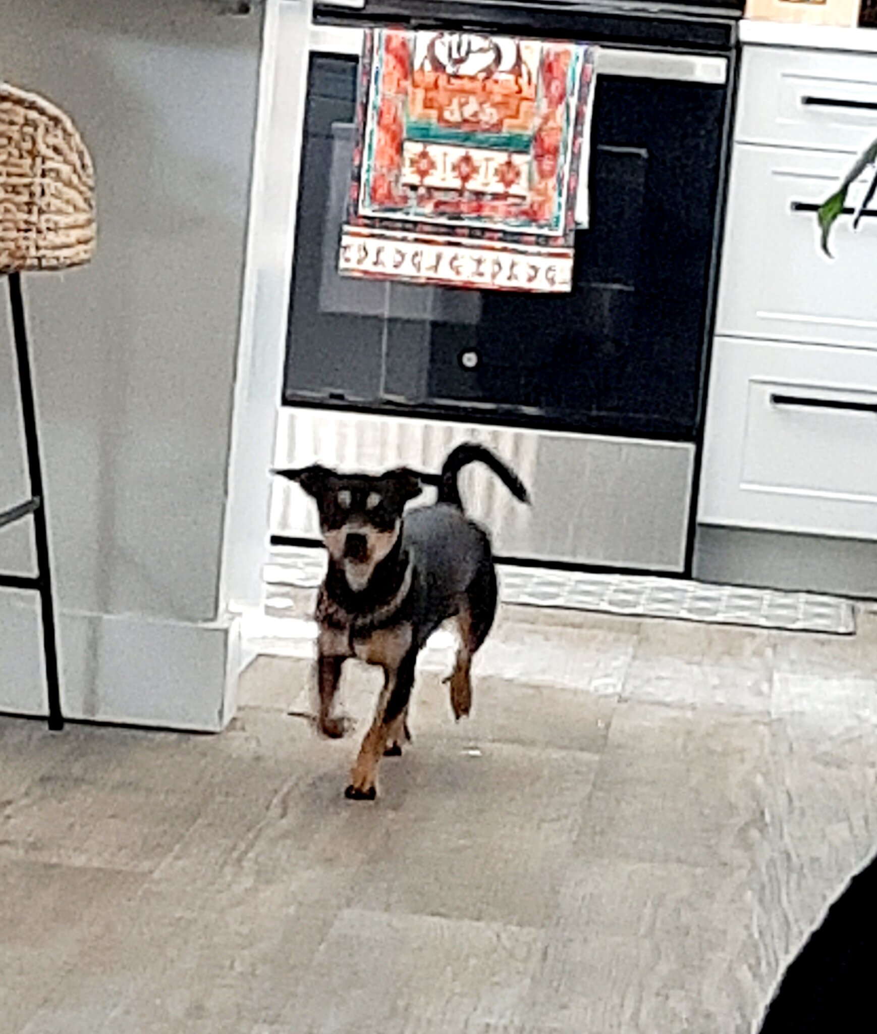 Tyberius (aka Ty) 🥰 He is definitely already attached to bf. Lol | Animals