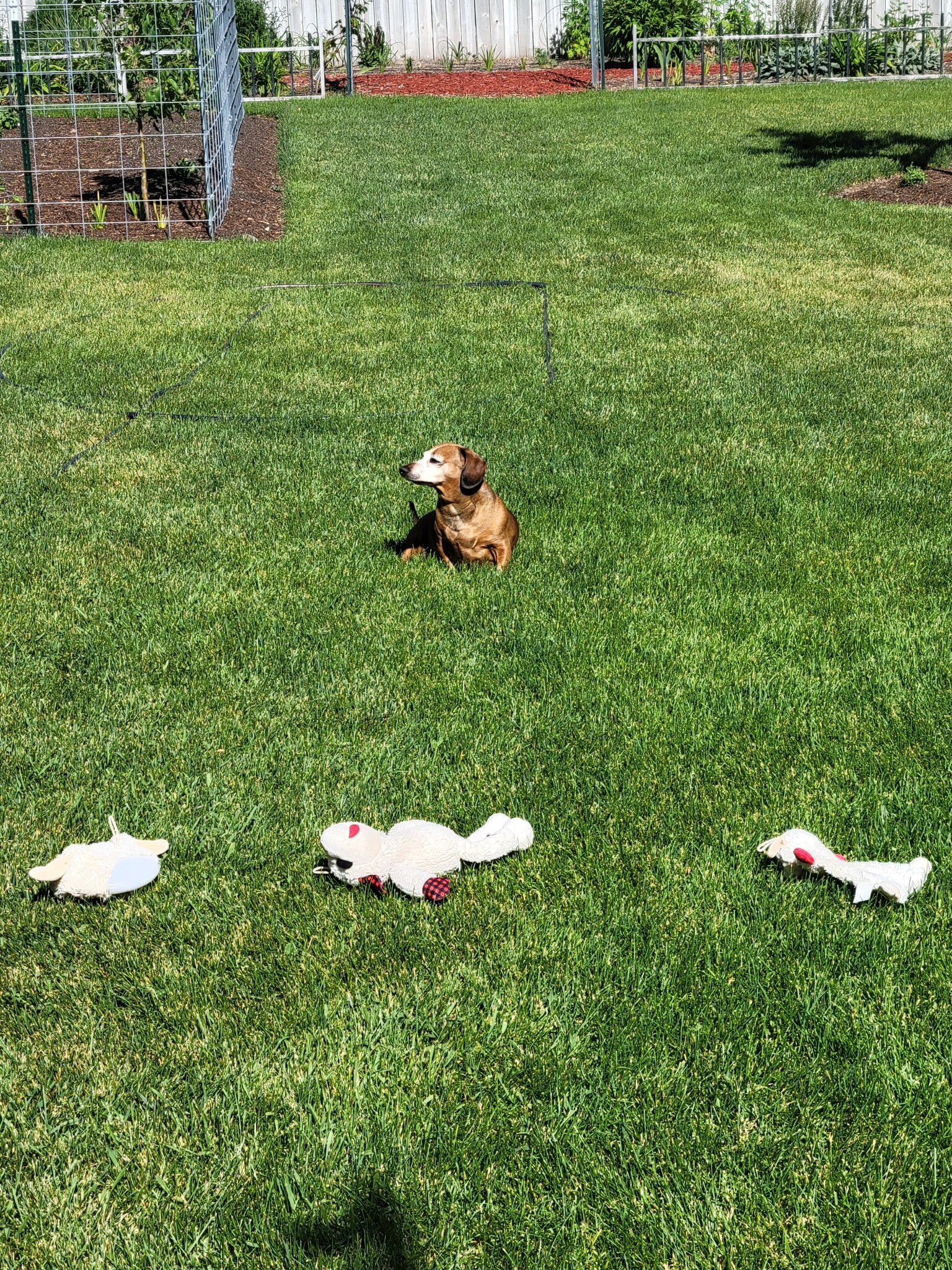 Oscar the Weiner doooog The dogs left the lamb chops in the perfect ...