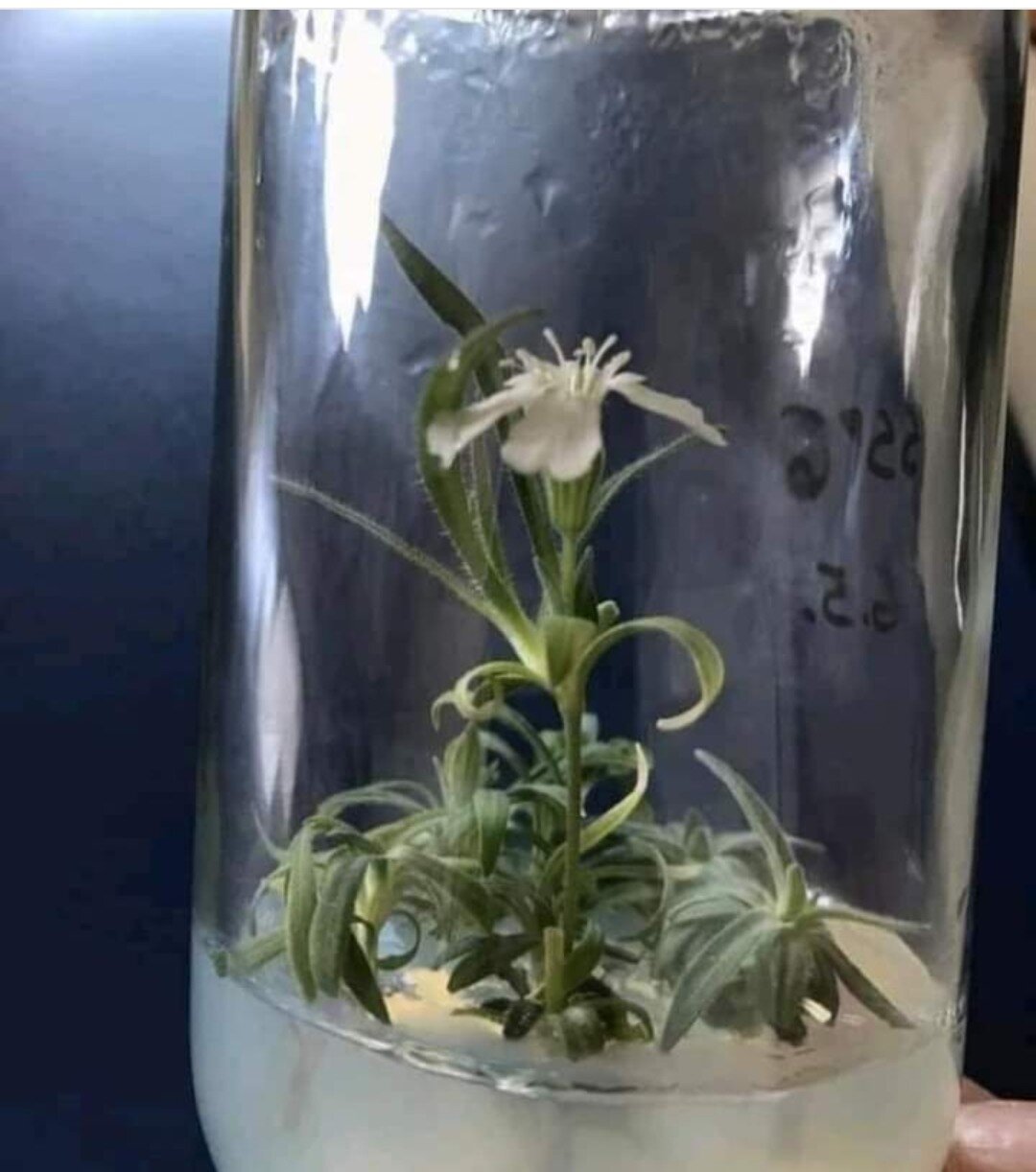 Oldest plant Scientists have revived a plant from the Pleistocene epoch ...
