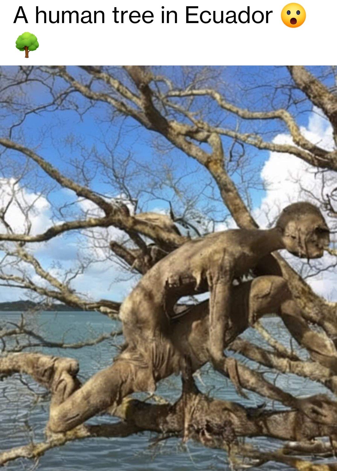 Another human tree | Nature & Outdoors