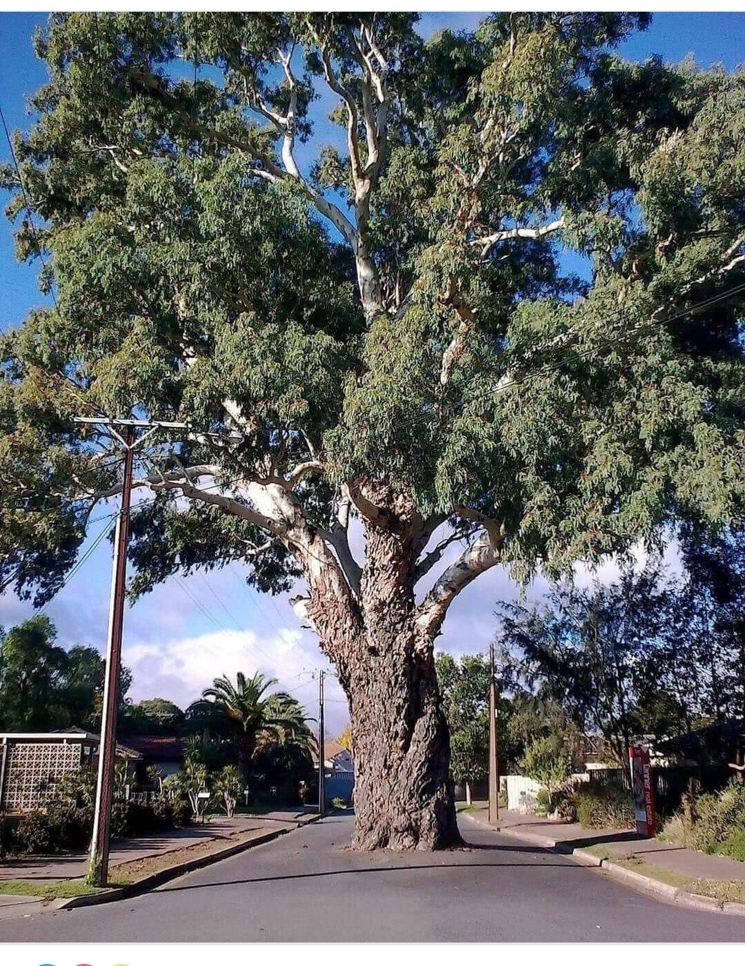 Very old tree This spectacular Eucalyptus tree can be found in Overbury ...