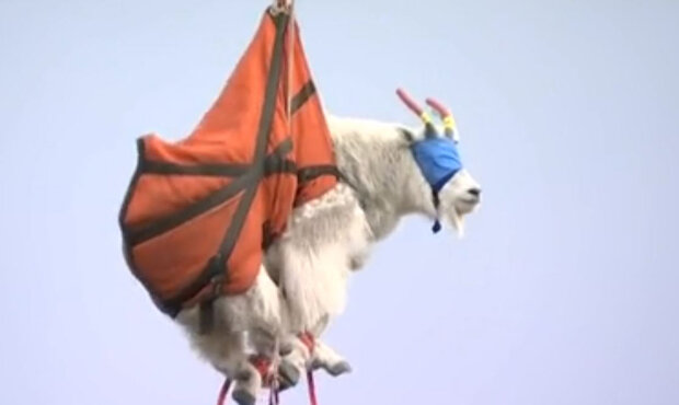 How much does it cost to airlift a thousand goats from one mountain to ...
