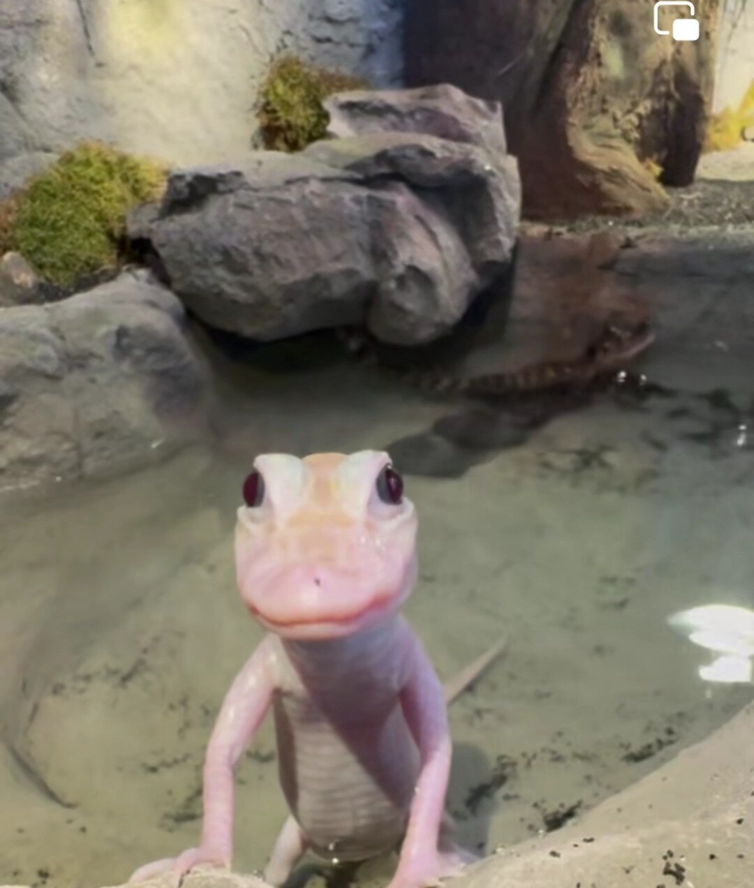 When your special When you’re the rarest baby alligator in the World ...