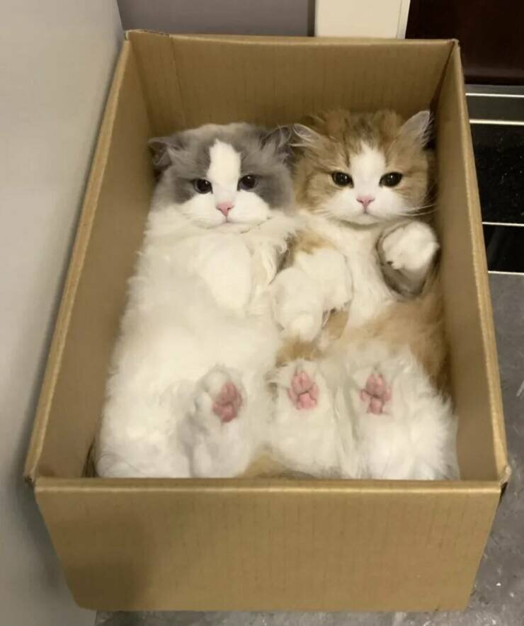 Did someone order 2 fluffy kitties with short legs? They've just come ...