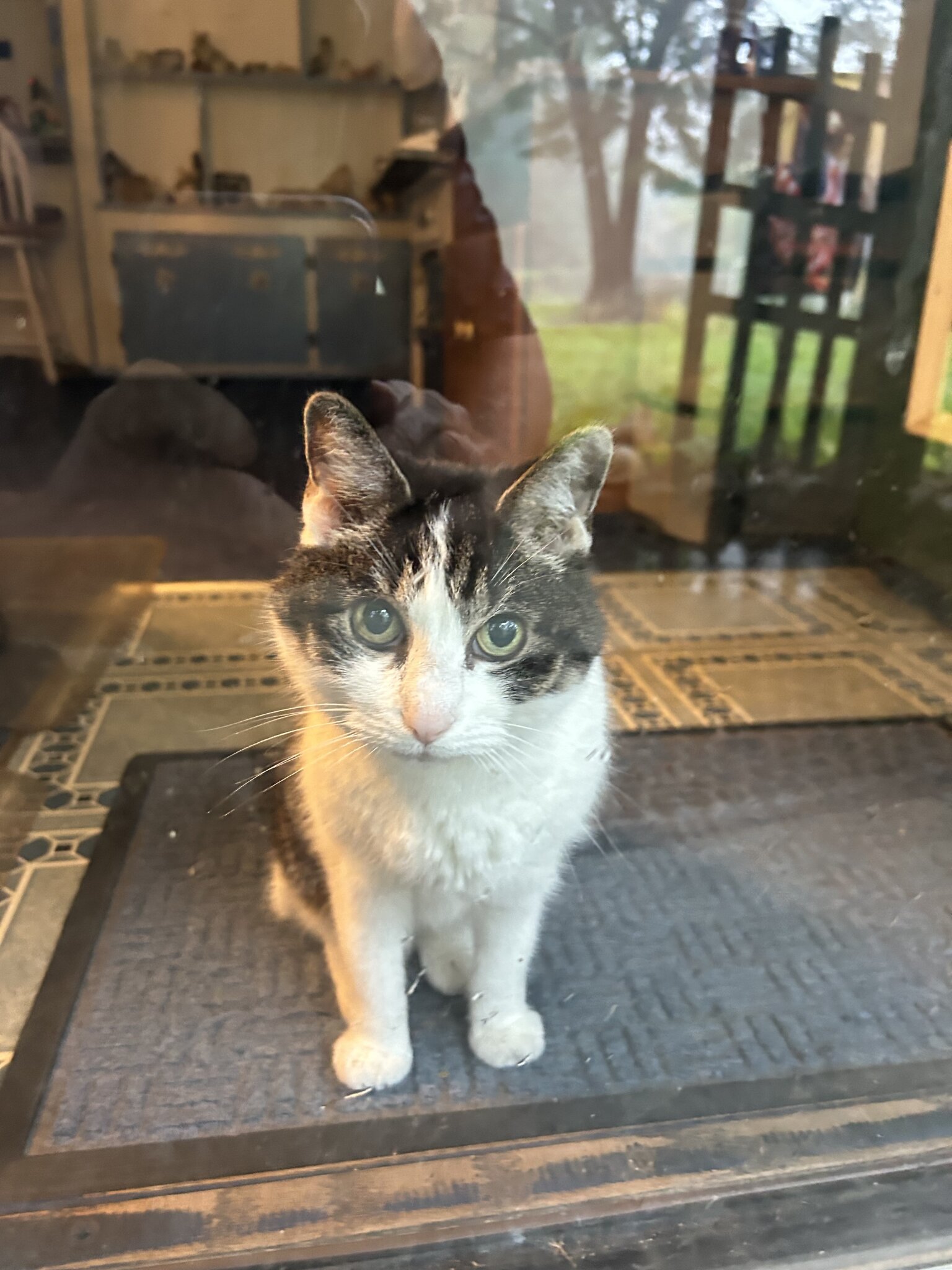 Ida the cat Our oldest cat named after the First Lady Ida McKinley. She ...