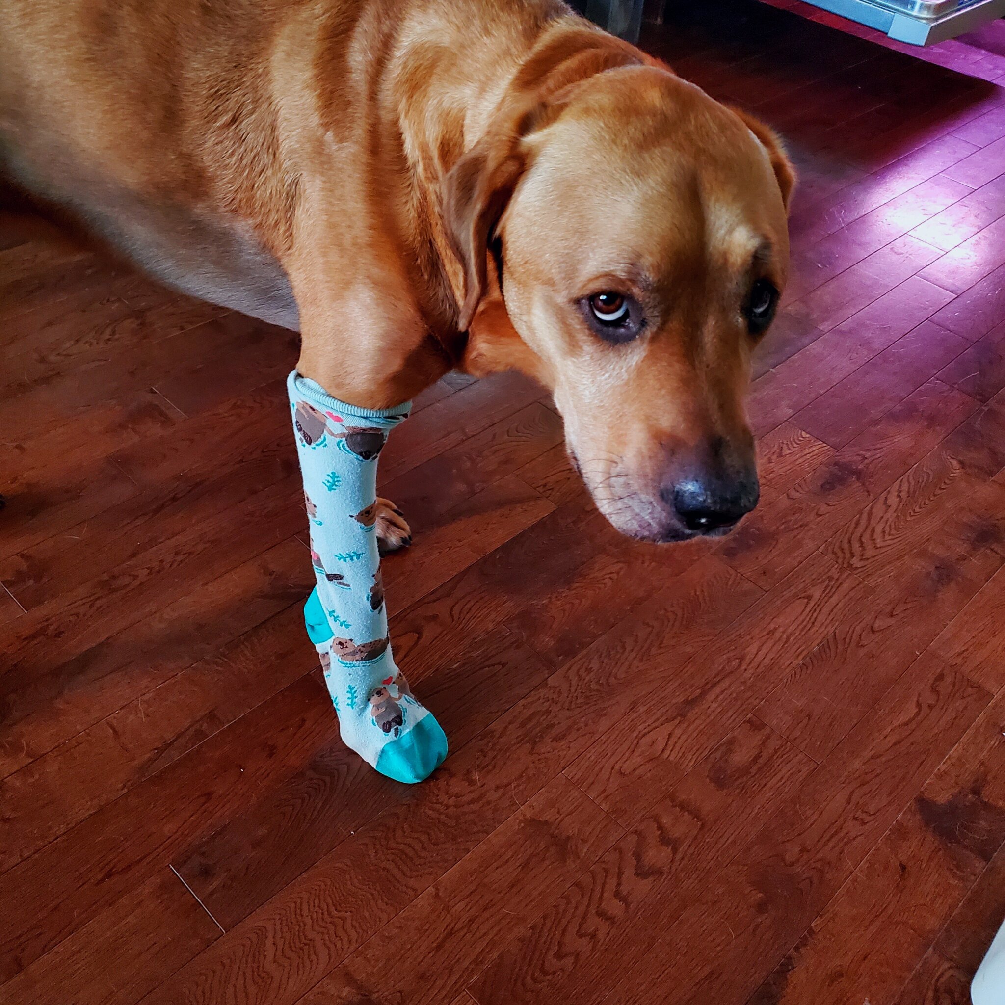 Addie is upset with me because she has to wear my otter sock in the ...