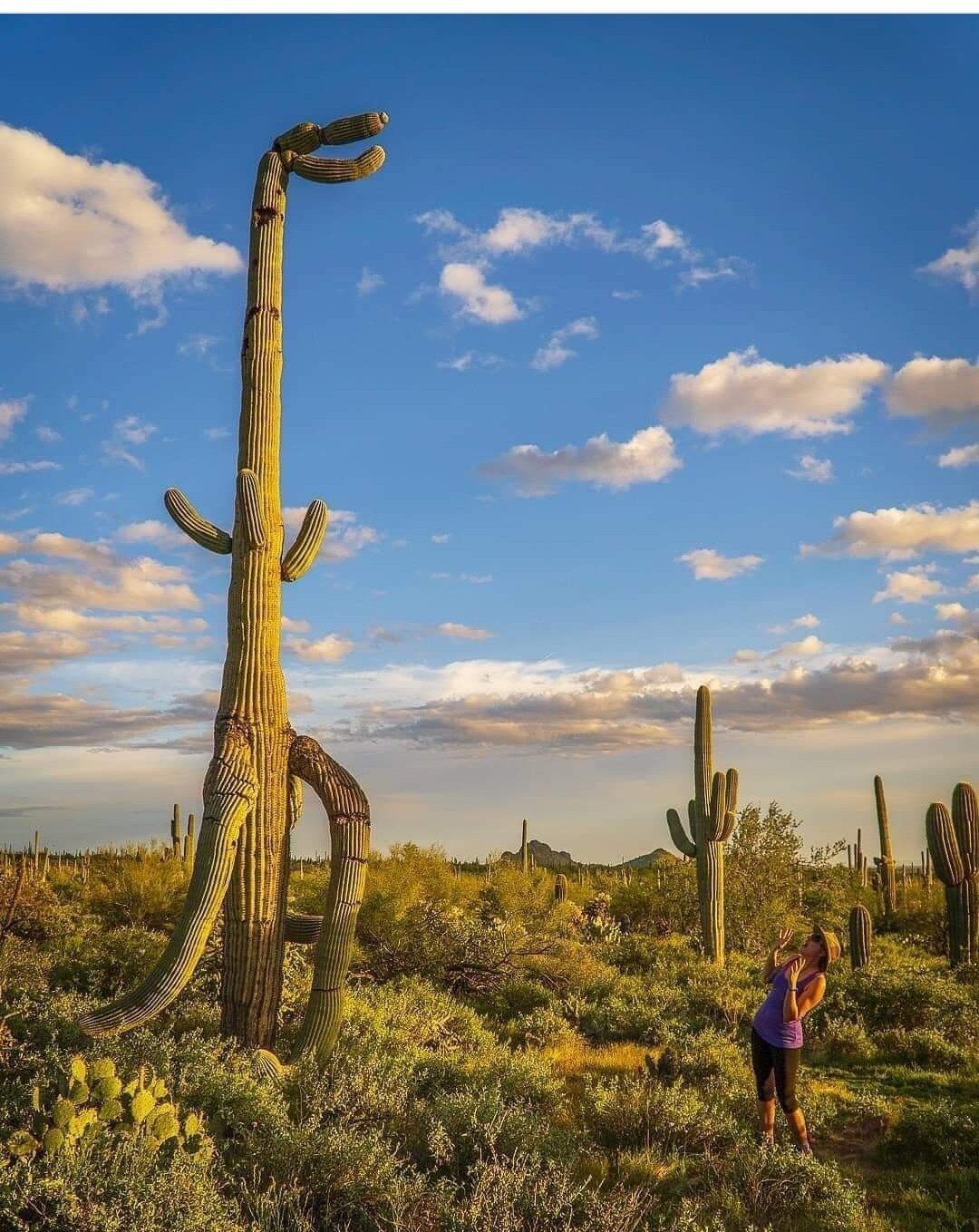 Better Watch It Bites The Famous T Rex Cactus In The Desert Of Arizona