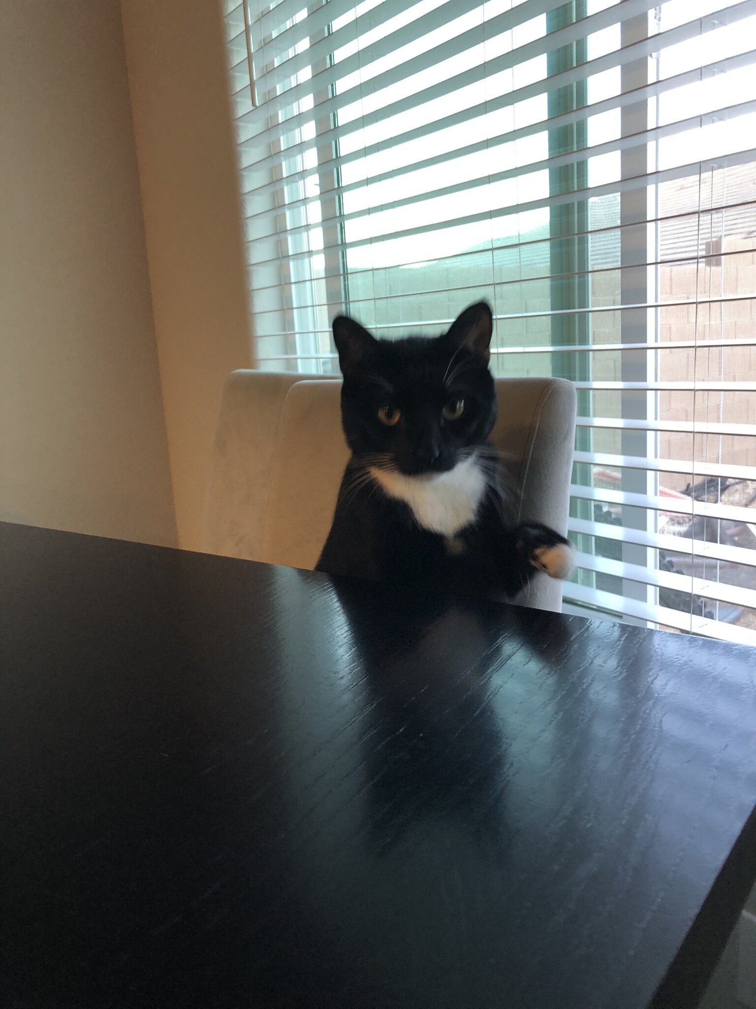 The cat at my sister’s house 😼: Put your hand on the table. Me: I’m ...