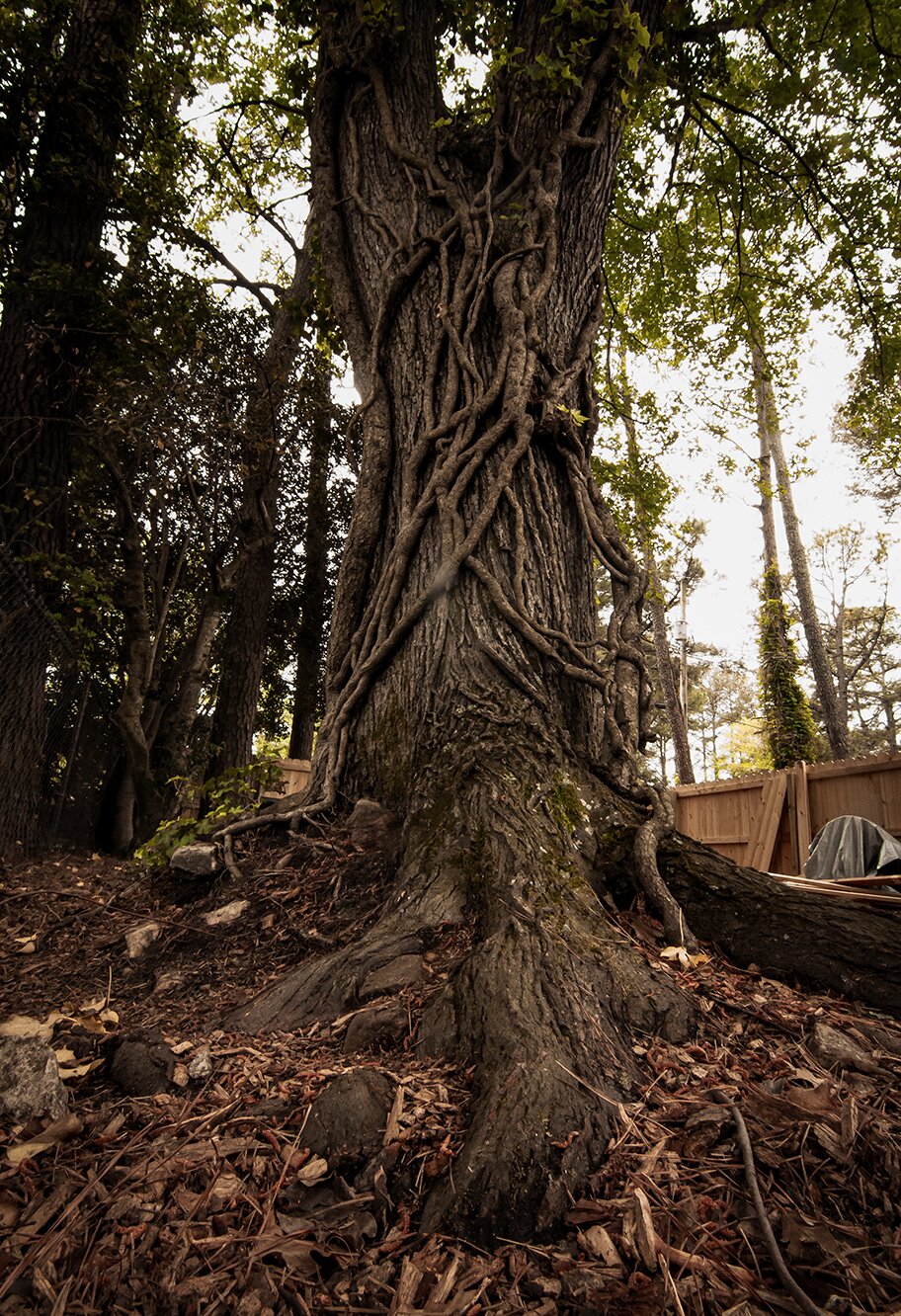 The Mother Tree In my backyard. I draw a great deal of comfort from her ...