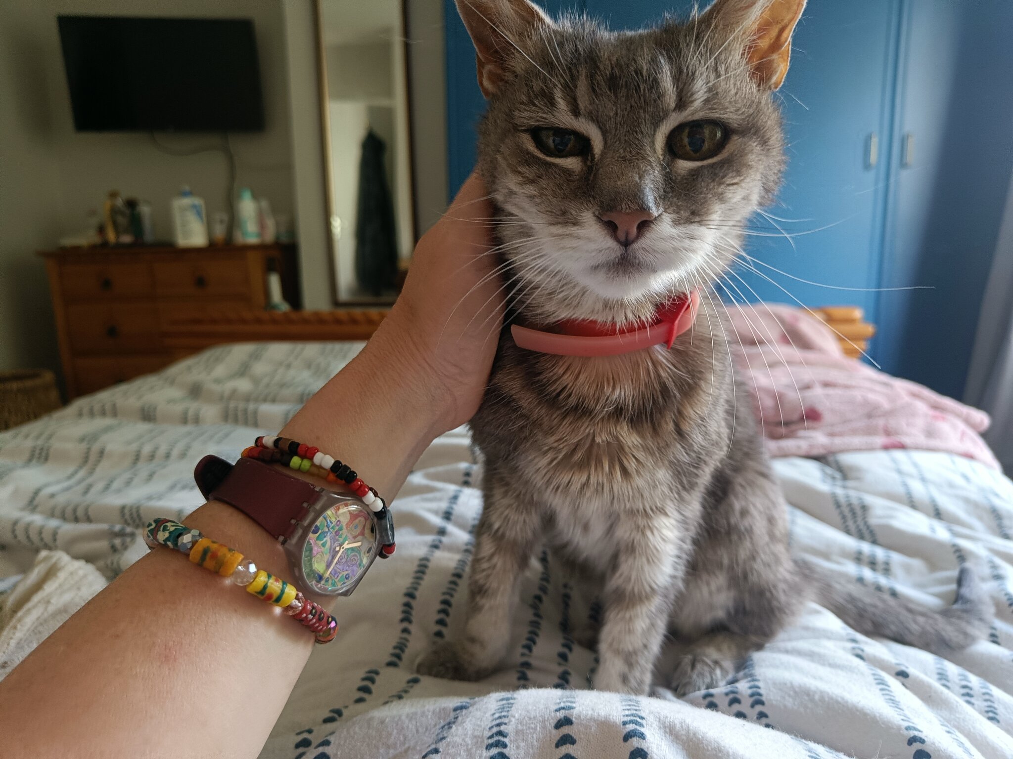 Boo cat the best cat ever! 18 years old since May, love her, she is the ...