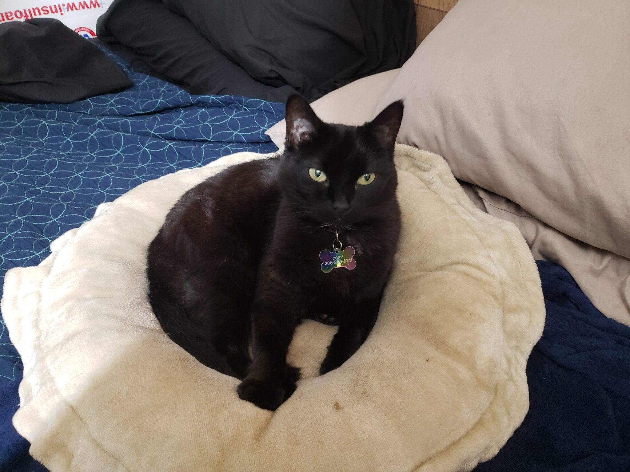 Temporary new This is Kitty sha (her real name is Zoey) she is a new ...