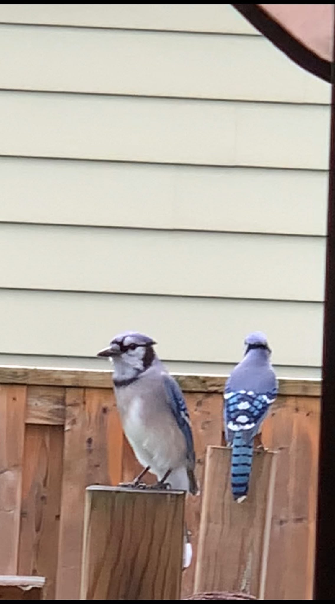 Blue Jays in my yard this morning | Birds
