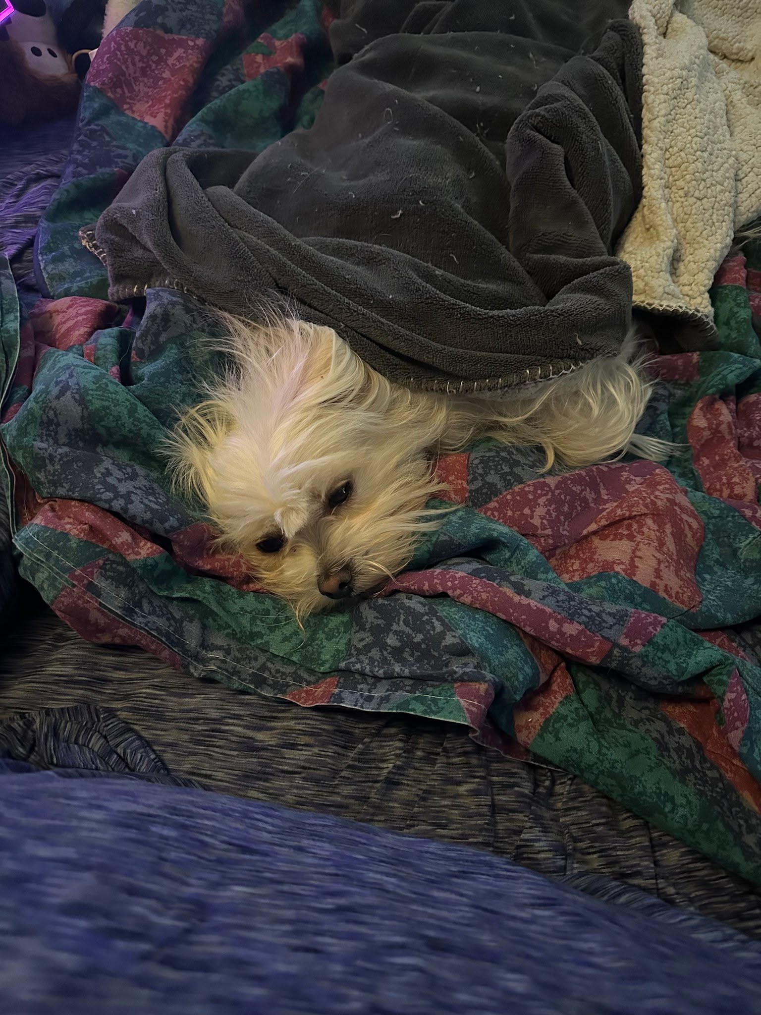 My incredibly vicious attack dog… His wolf ancestry is readily apparent ...