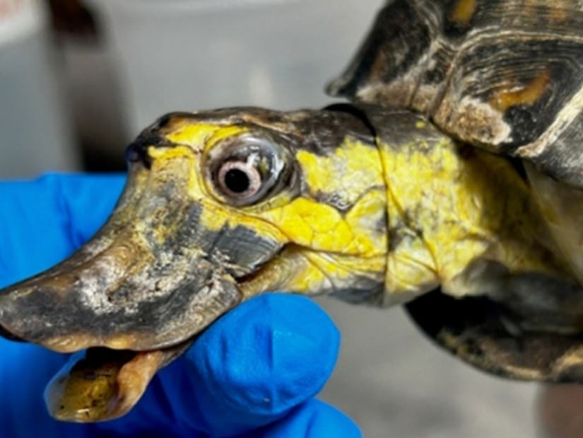 Turtle with a duck's beak Meet Mr. Bubbles, and no it's not a photoshop ...