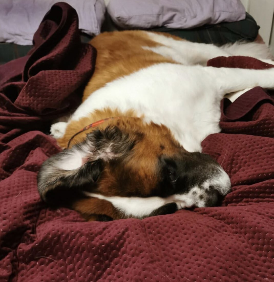 Pretty sure Mommy is cheating on me! Hey all (sigh). Snickers the Saint Bernard here barking ...