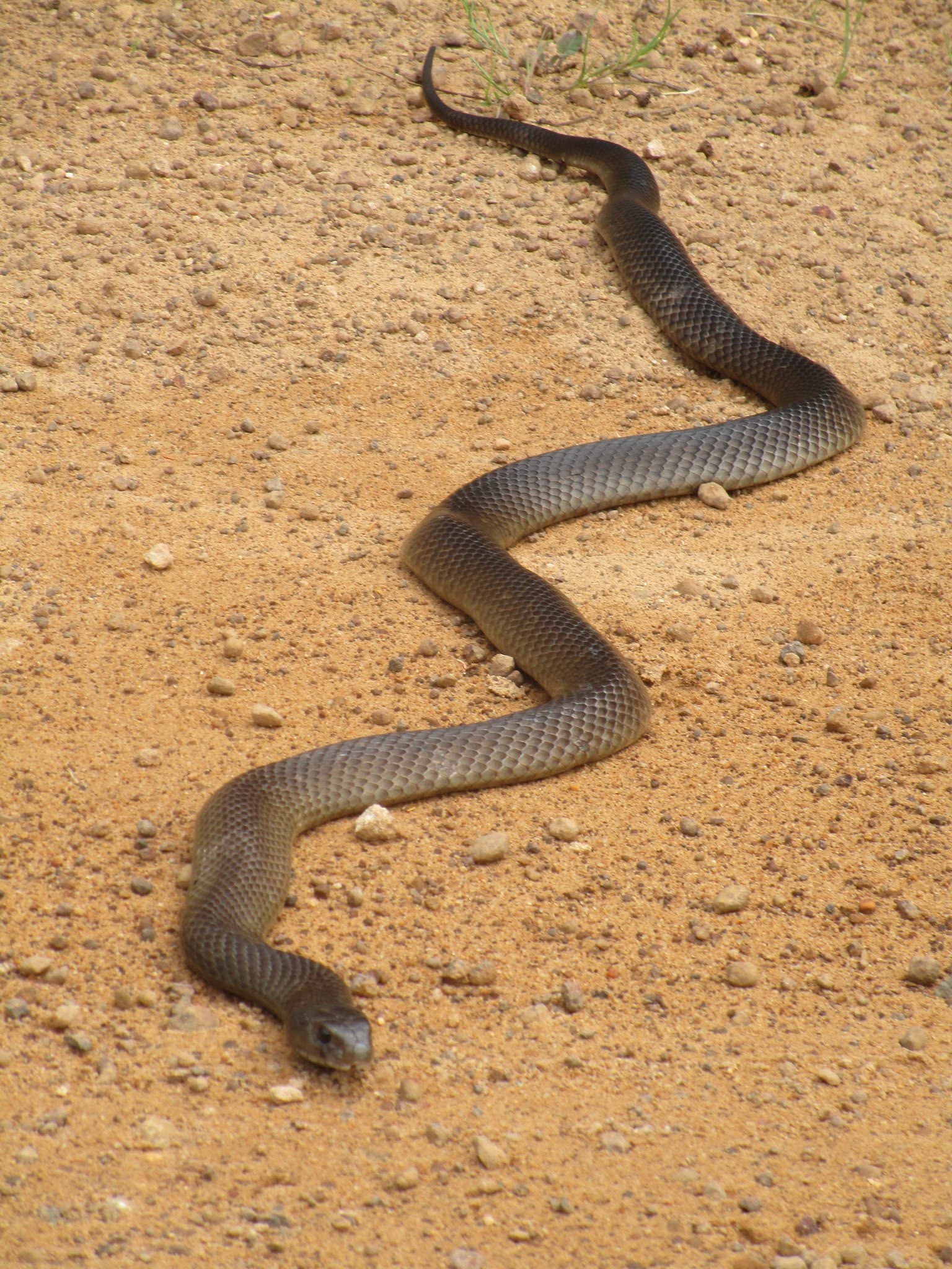 Came across my first snake for the new season Dugite - Spotted Brown ...
