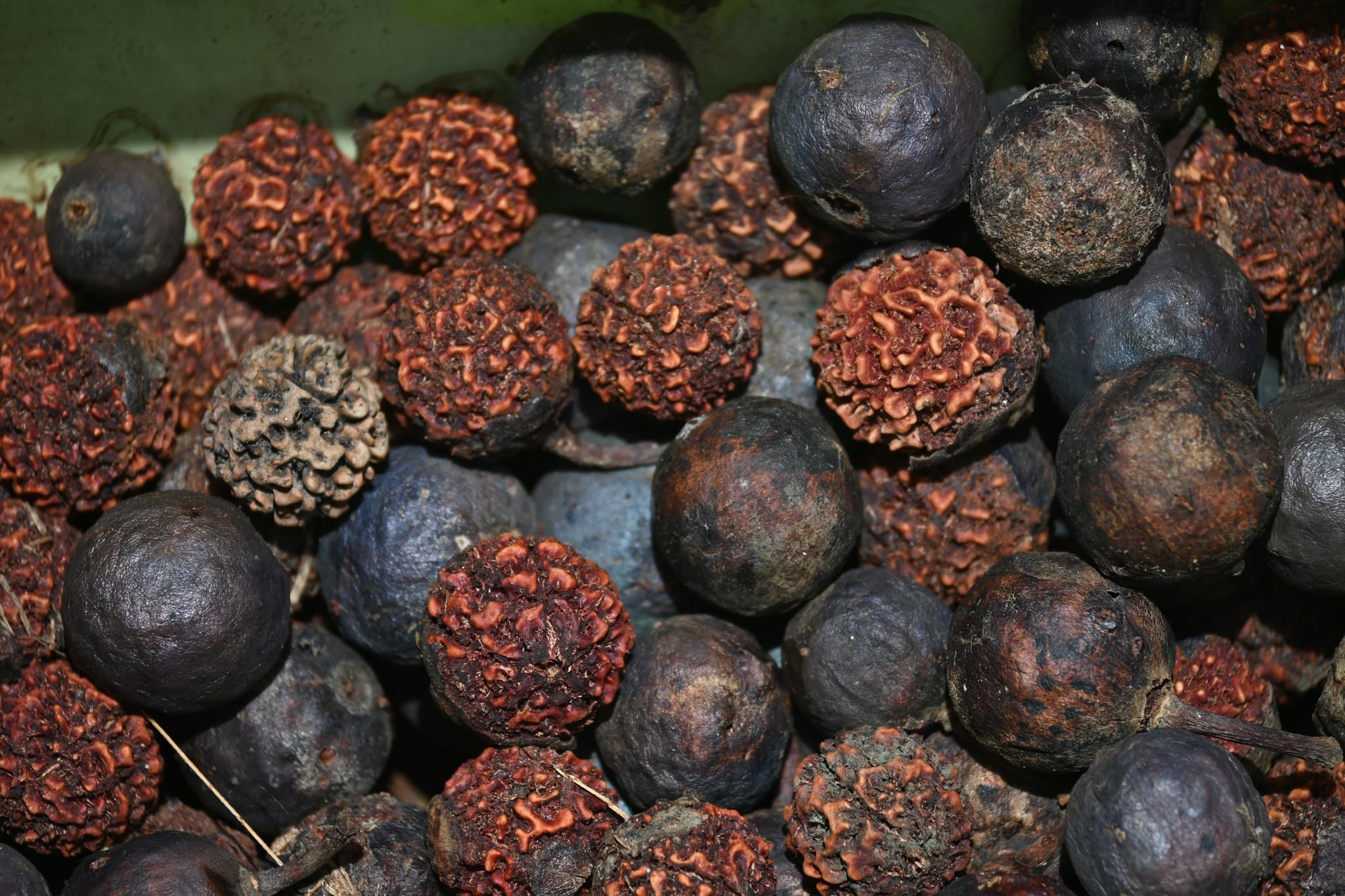 Beads from Utrasum bead tree AKA Blue marble tree They look like ...