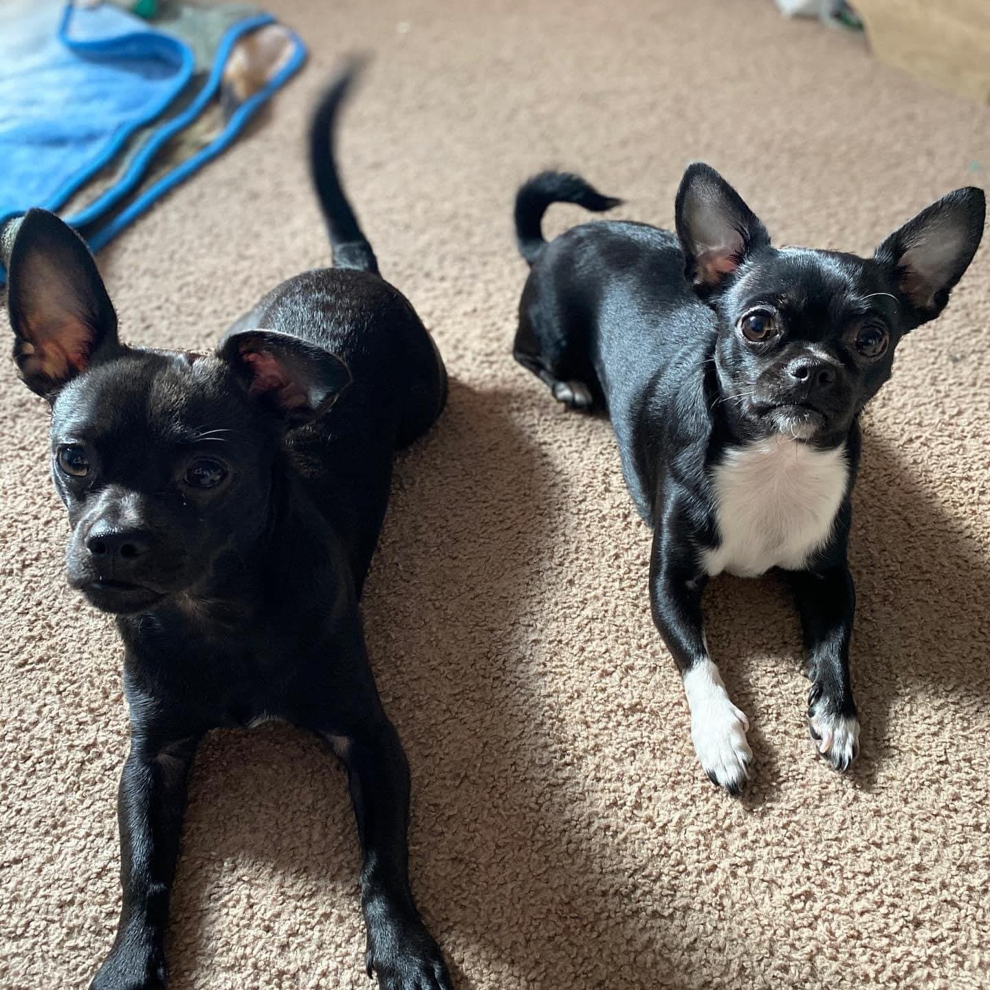 I wanted to share photos of my dogs. I just wanted to share some photos ...