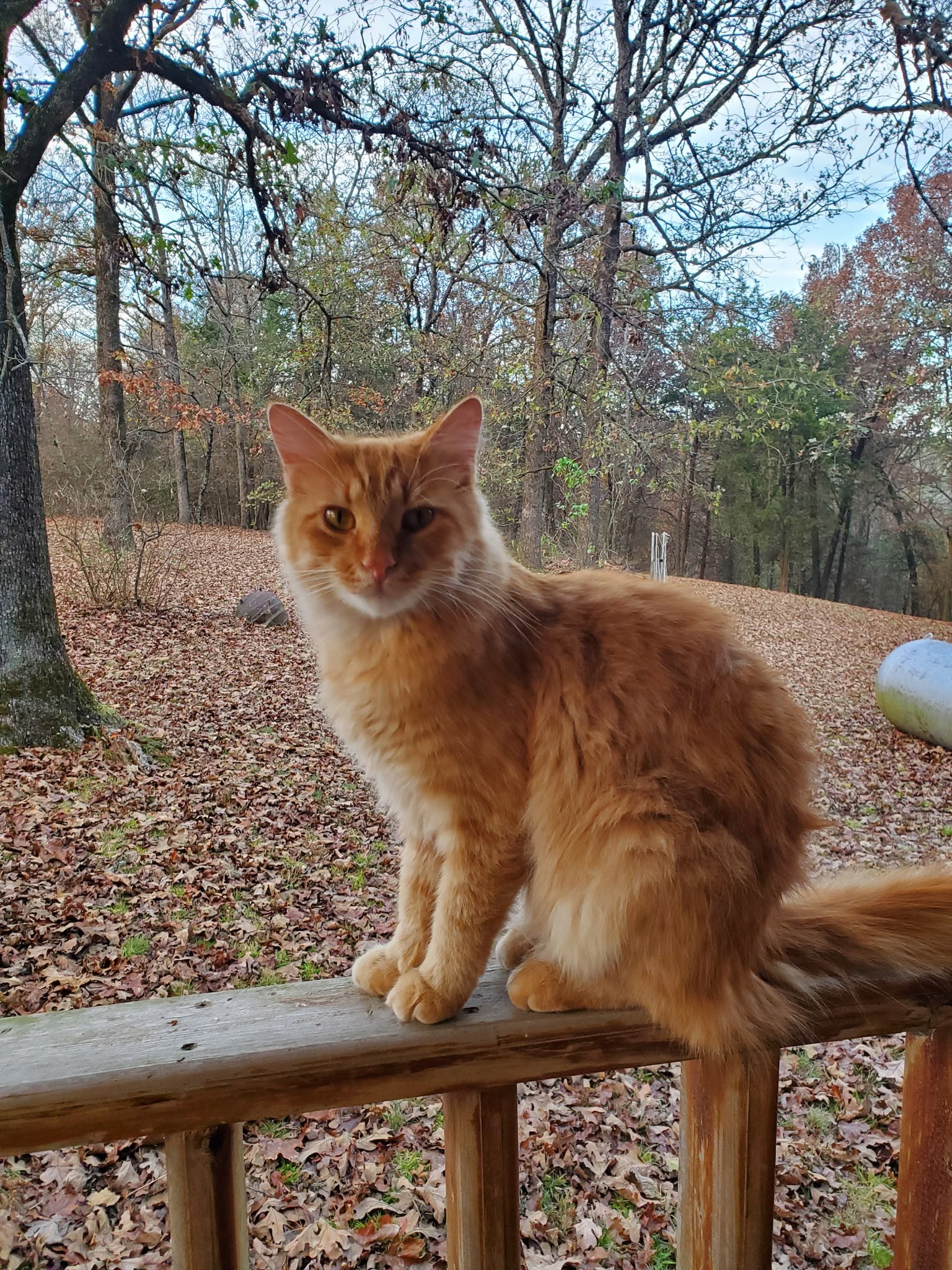 Meet Granny's cat. The great and majestic Felix. | Cats