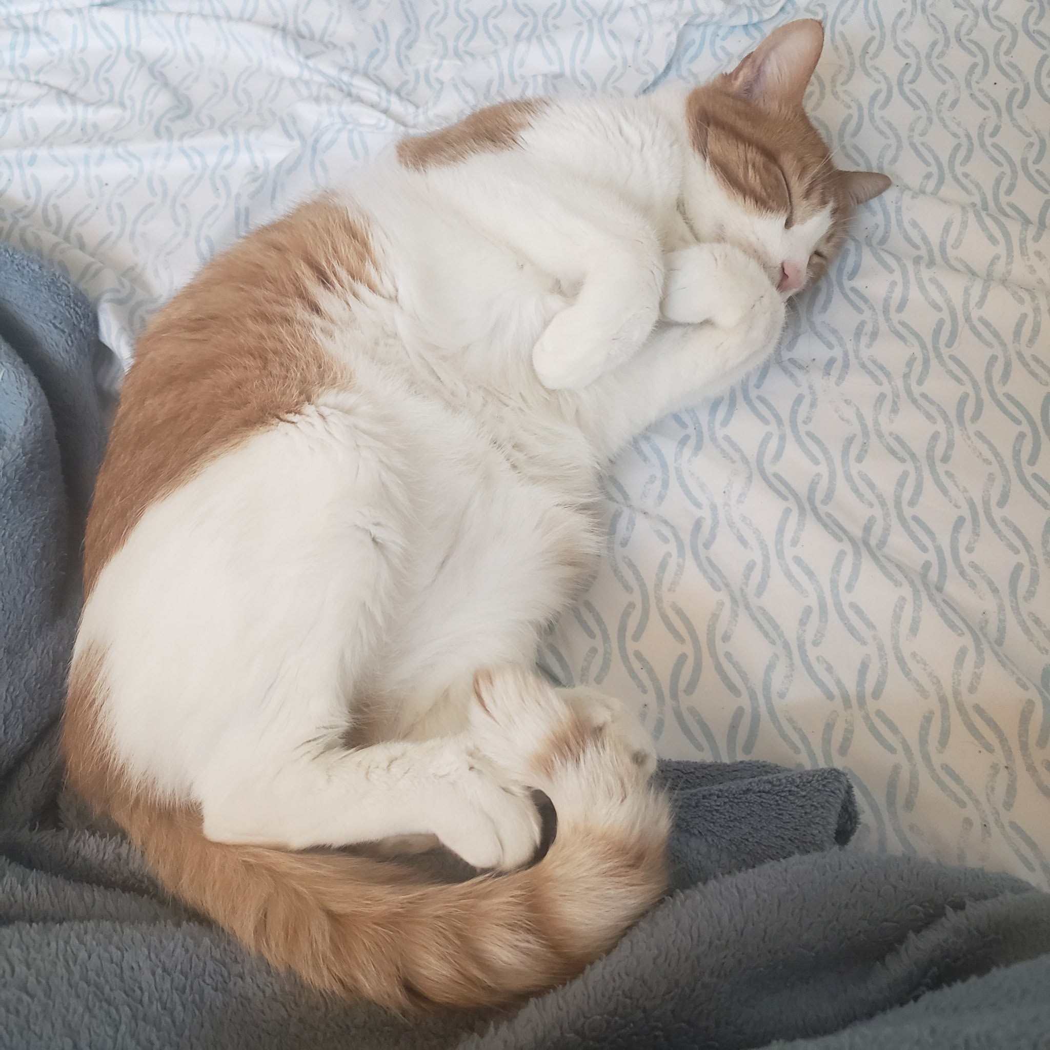 My baby Theo 🥺 | Cats