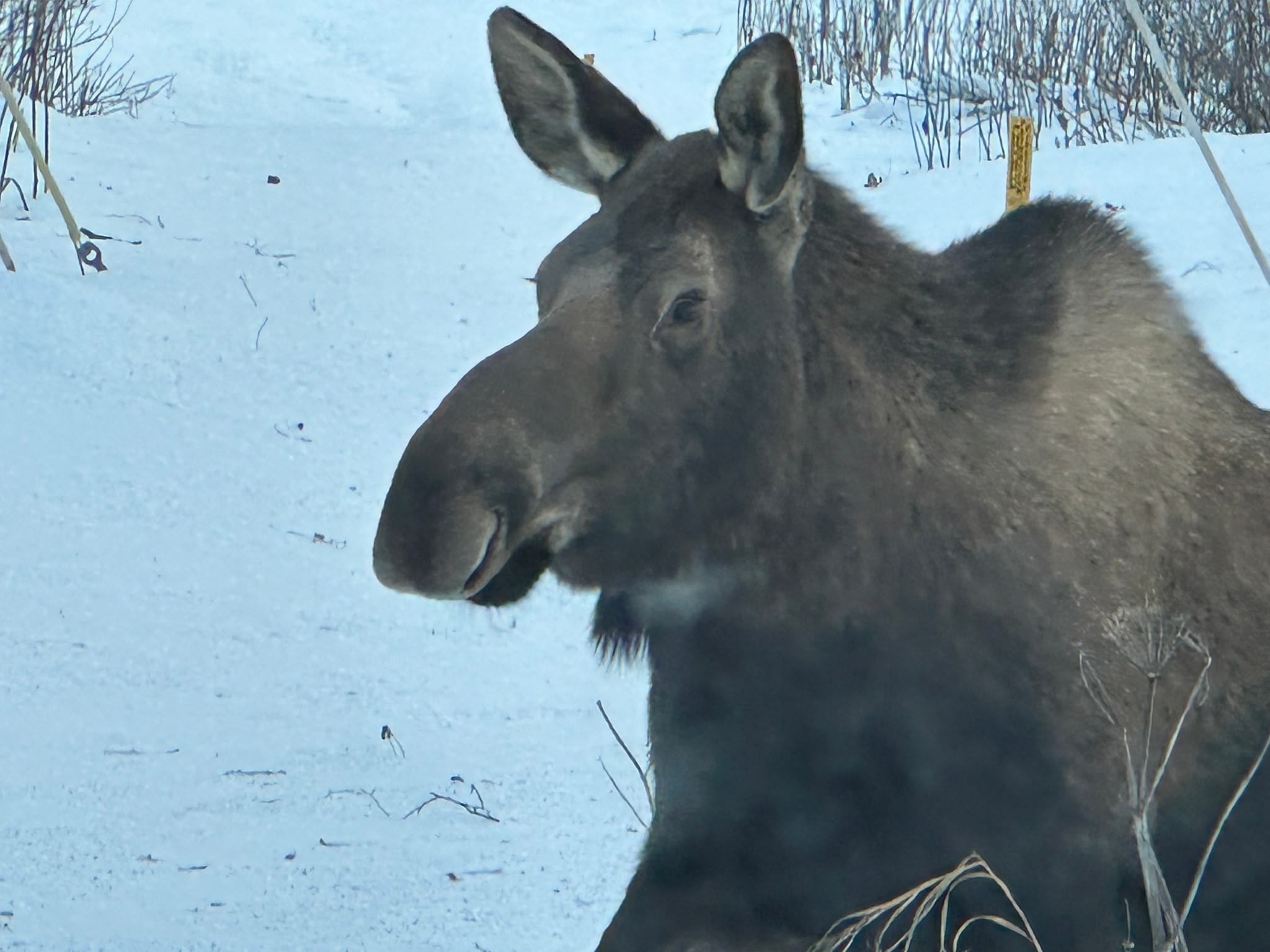 This is my moose giving you side eye | Sense of Humor
