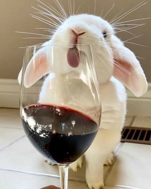 who turn is it to take the drunk rabbit home he so drunk he thinks the ...