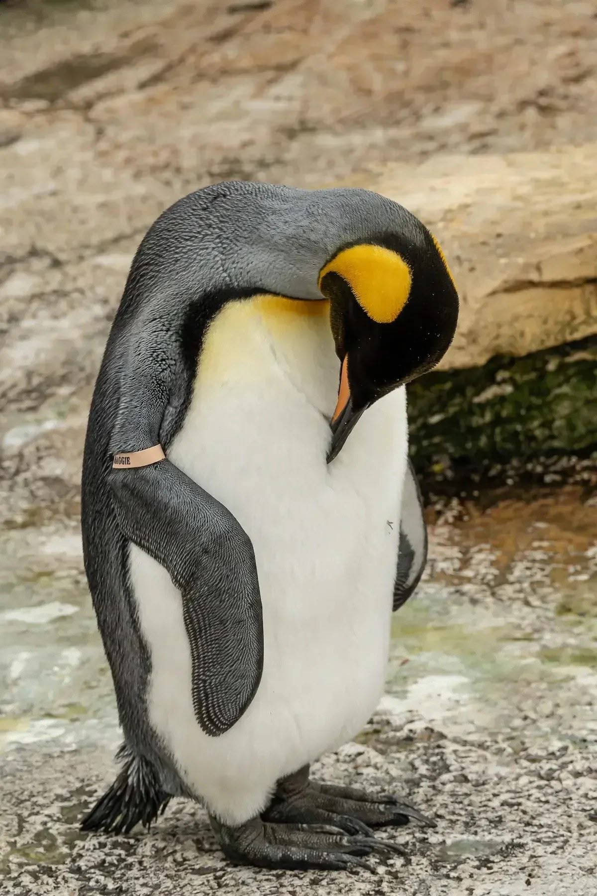 That Oops! Moment Staff at a zoo in the Cotswolds waited four years for ...