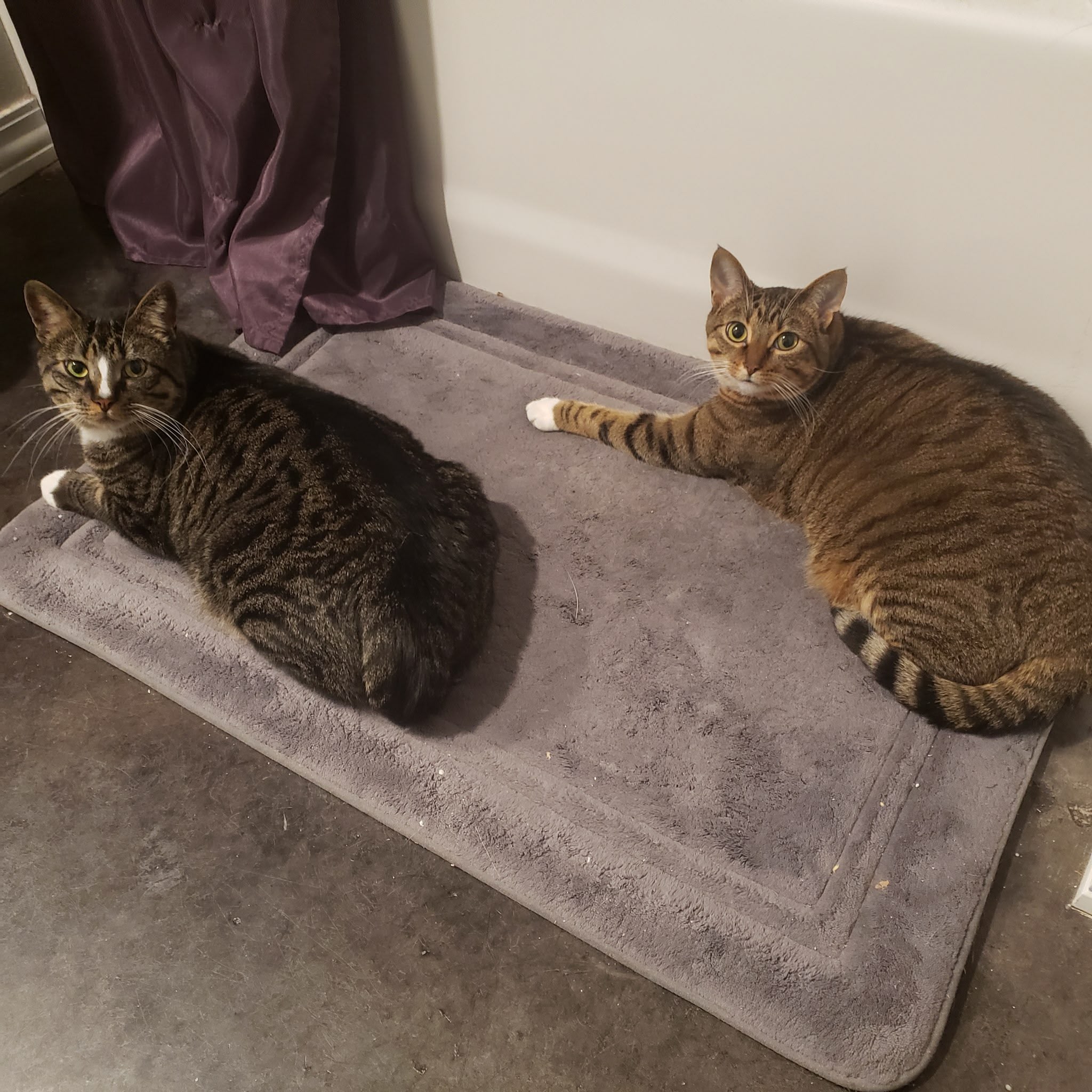 And just what are you doing? Brother and sister btw | Cats