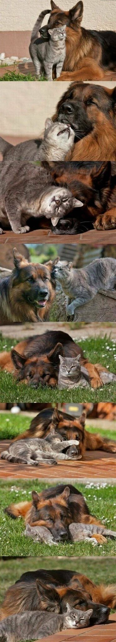 Who are we to judge Who are we to judge, if they love each other: | Cats & Dogs